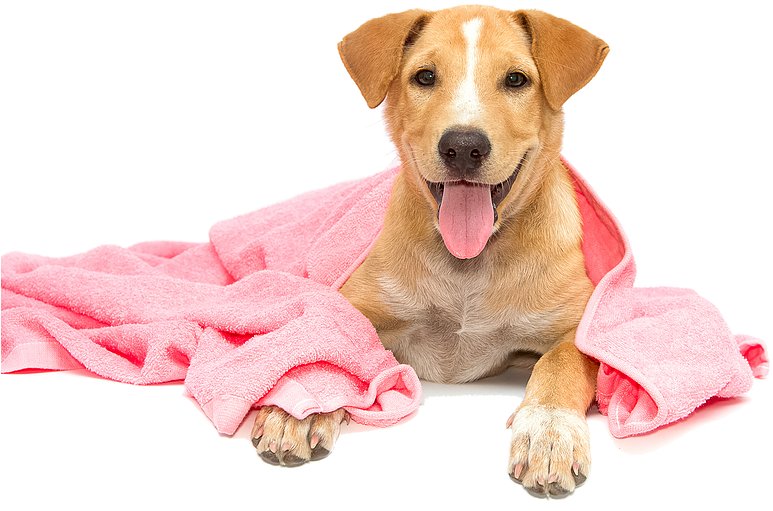 Dog Bath Png Transparent Dog Bath - Dog Wash Png (877x586), Png Download