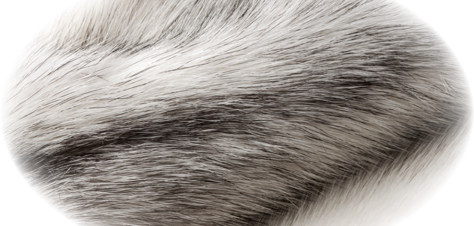 Download White Fur - Fur | Transparent PNG Download | SeekPNG