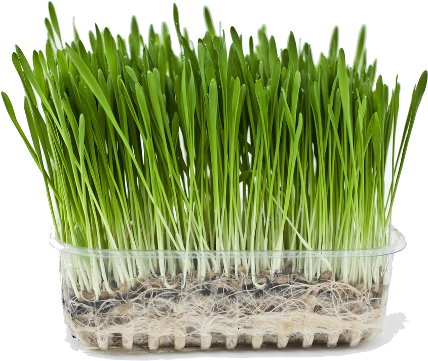 Download Barley Grass Png - Nubeleaf Barley Grass Powder Premium ...