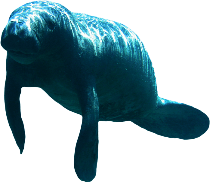 Manatee - Manatees With Transparent Background (698x606), Png Download