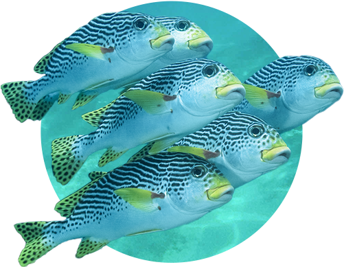 Marine Biology (500x499), Png Download