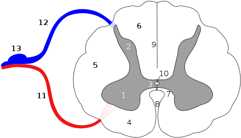 Diagram Of A Cross Section Of The Spinal Cord Showing - Substantia ...