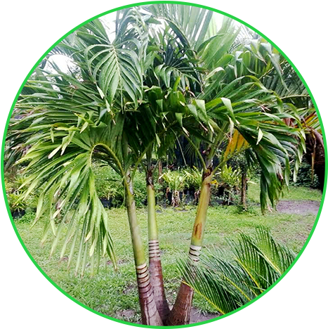 Adonidia - Palm Trees (500x500), Png Download