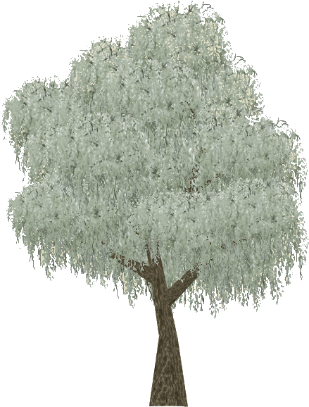 Coolabah Tree - Zt2 Eucalyptus Tree (636x636), Png Download
