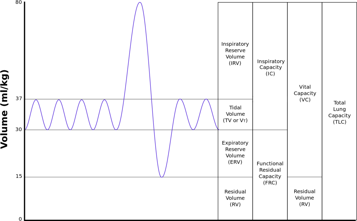 Spirograph Biology (1200x744), Png Download