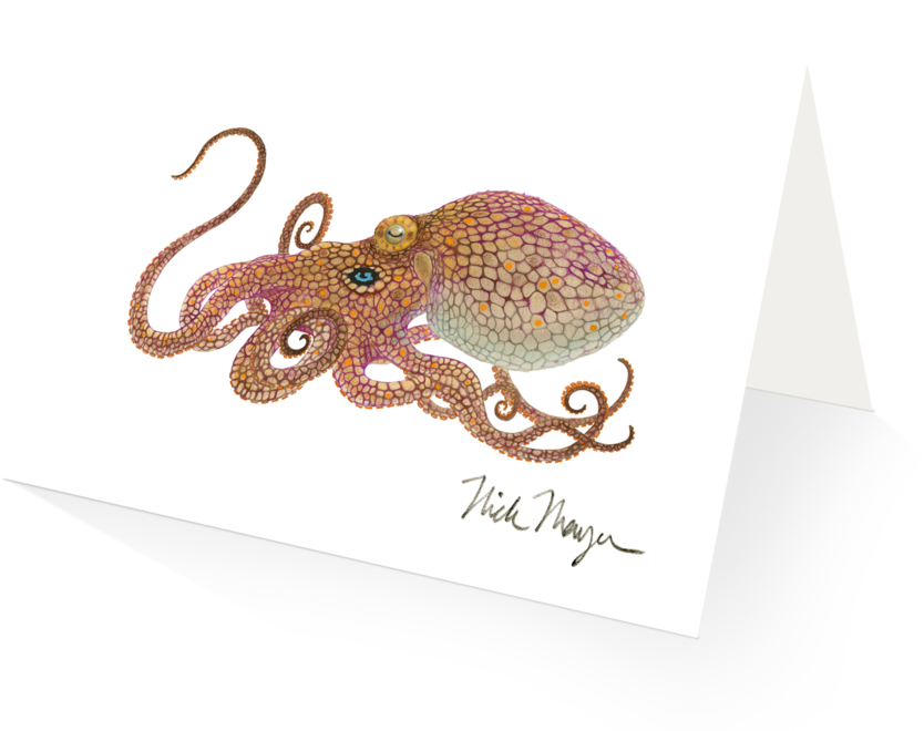 California Two Spot Octopus - Octopus (1024x825), Png Download