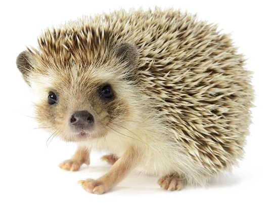 Download Hedgehog Png Image Background - Png Hedgehog | Transparent PNG ...