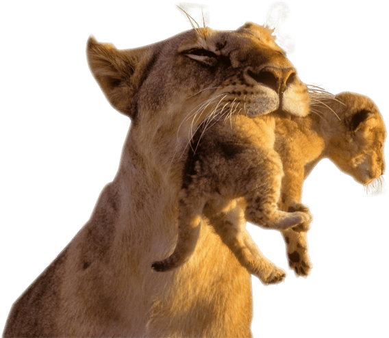 Animal With No Background (600x600), Png Download