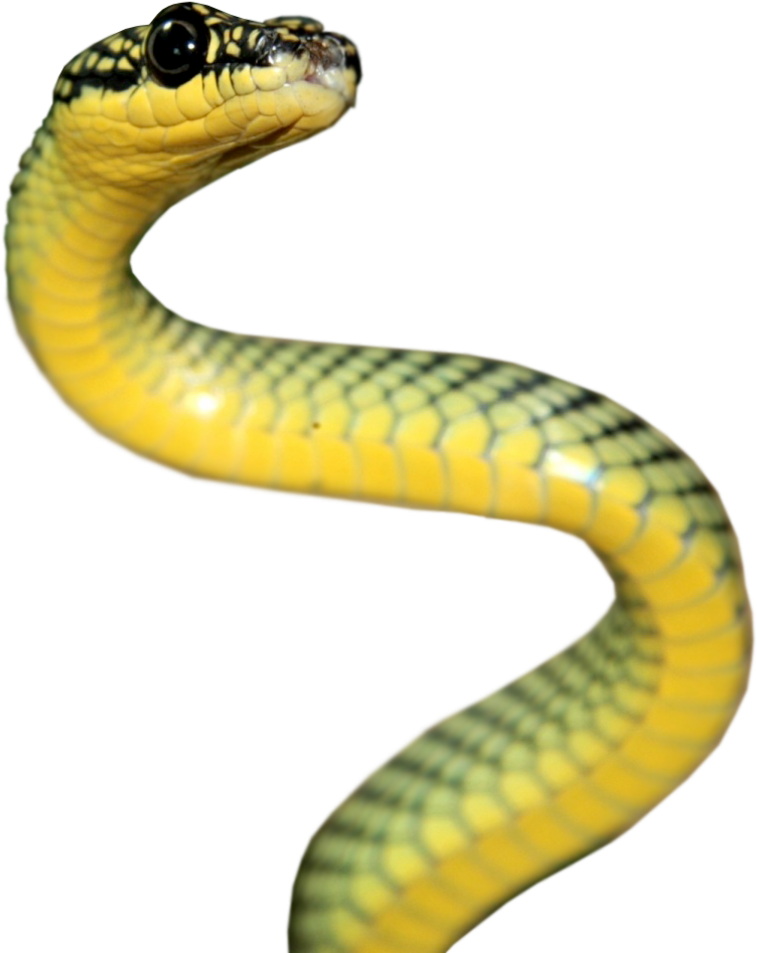 Le Serpent Png (800x1086), Png Download