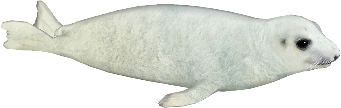 Harp Seal Y - Harbor Seal (1086x1086), Png Download