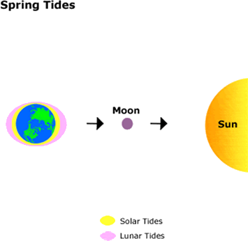 Image Of Spring Tide - Spring Tide (355x346), Png Download