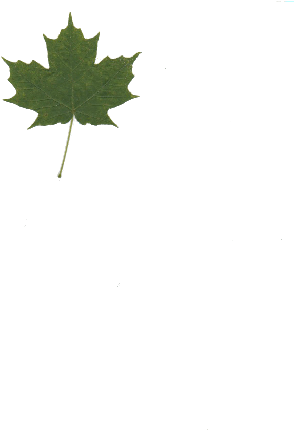 Maple Leaf No Background - Maple Leaf (617x877), Png Download