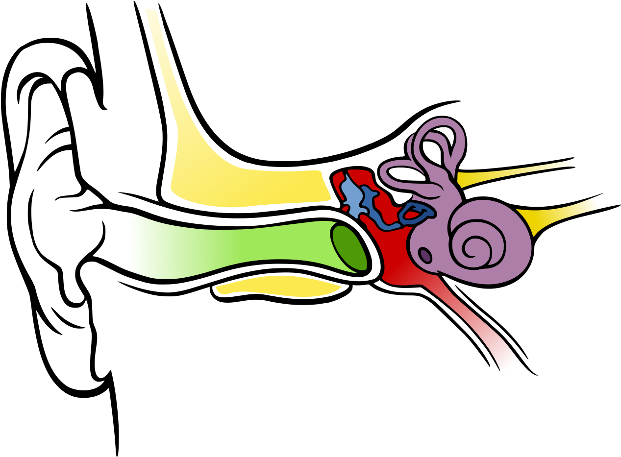 Download Images For Ear Anatomy Diagram Blank - Unlabelled Diagram Of ...