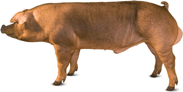 Fast Duroc - Duroc Png (621x340), Png Download