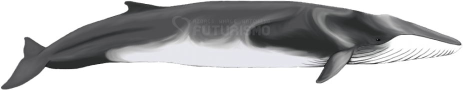 Fin Whale - Balaenoptera Physalus Png (940x240), Png Download
