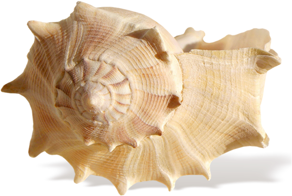 Seashell Png - Transparent Background Seashell Png (600x445), Png Download