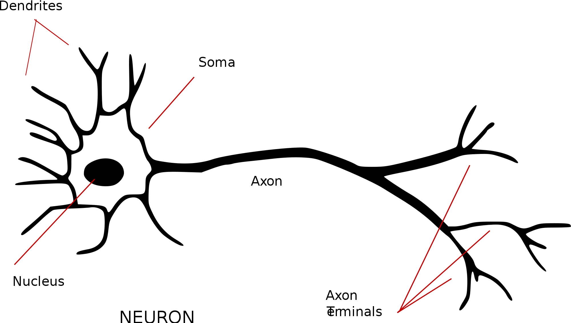 Download Open - Simple Nerve Cell Diagram | Transparent PNG Download ...
