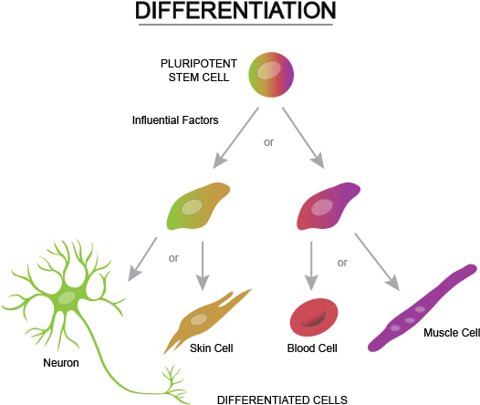 The Process Of Differentiation As It Occurs In The - Fig1 (526x451 ...