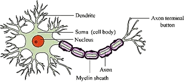 Q 4 A Image Of Neuron - Neuron In Malayalam (608x272), Png Download