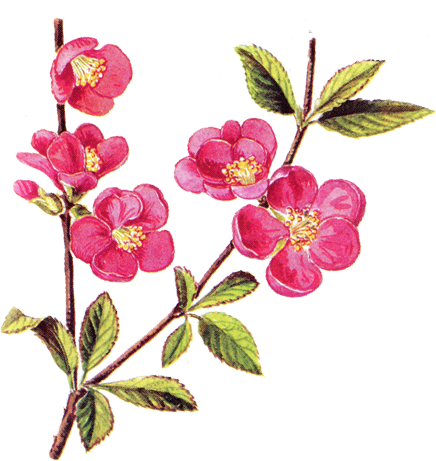 Overlay And Png Image - Flori Png (436x461), Png Download