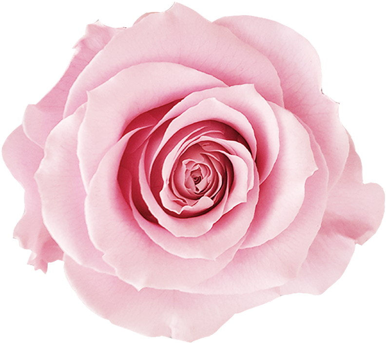 Download Pink Roses Png | Transparent PNG Download | SeekPNG