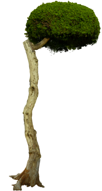 Over Hanging Round Tree Stock Photo Png By Annamae22 - Stock ...