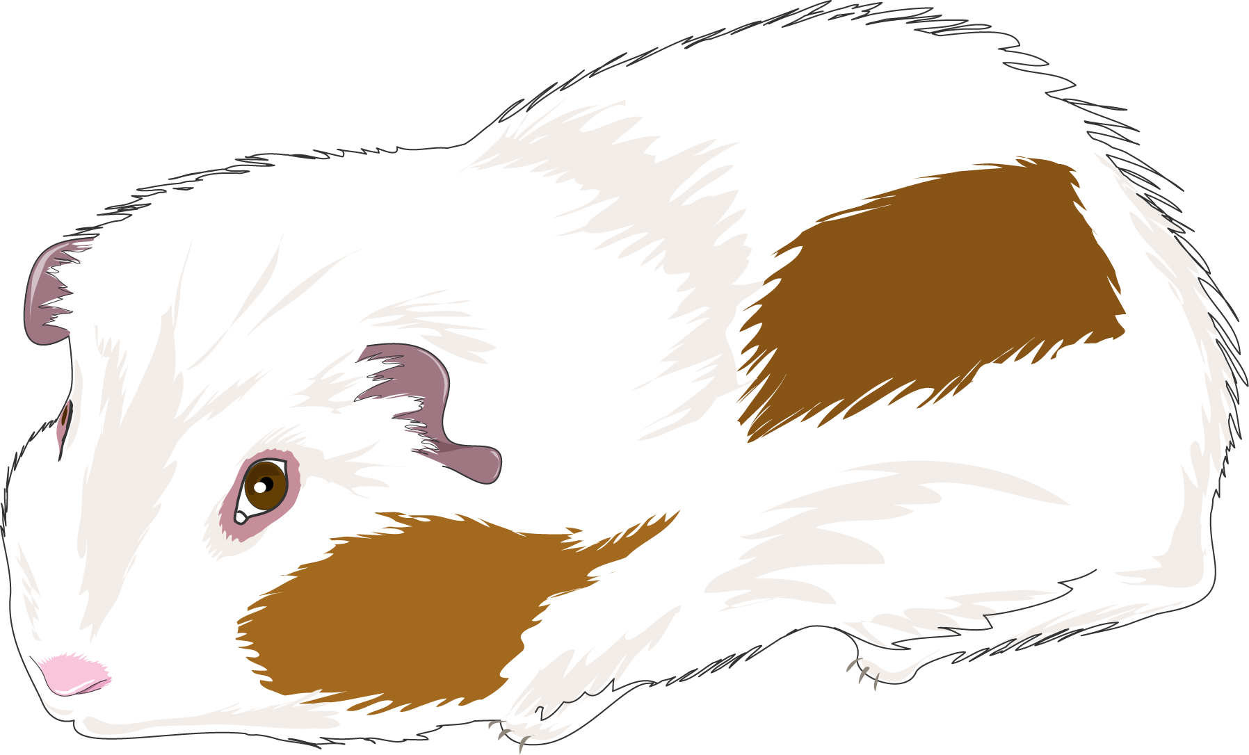Download Guinea Pig | Transparent PNG Download | SeekPNG
