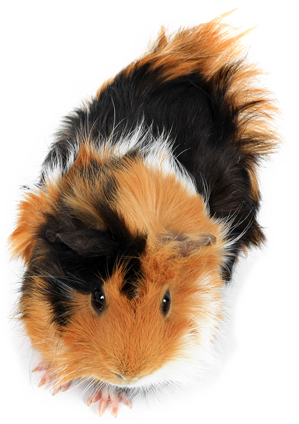 Pet-small Animals - Pet (600x851), Png Download