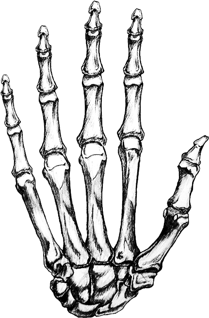 Download Bone Hand Png - Sketch | Transparent PNG Download | SeekPNG