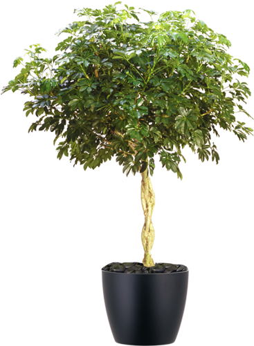 Braided Schefflera Arboricola Standard Form In Black - Schefflera Tree ...