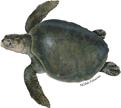 Olive Ridley Turtle - Kemps Ridley Sea Turtle (640x427), Png Download