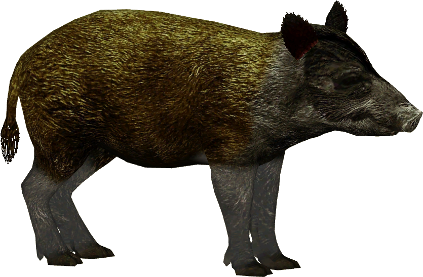 Pygmy Hog 2 - Pygmy Hog (834x834), Png Download