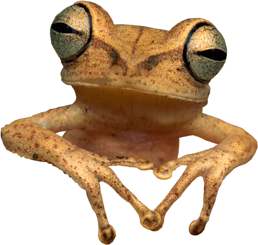Download Toad Frog Transparent Png Sticker - Animals Transparent ...