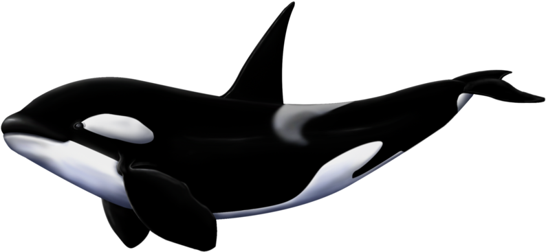 Download Orca By Seraphi - Orca Whale Png | Transparent PNG Download ...