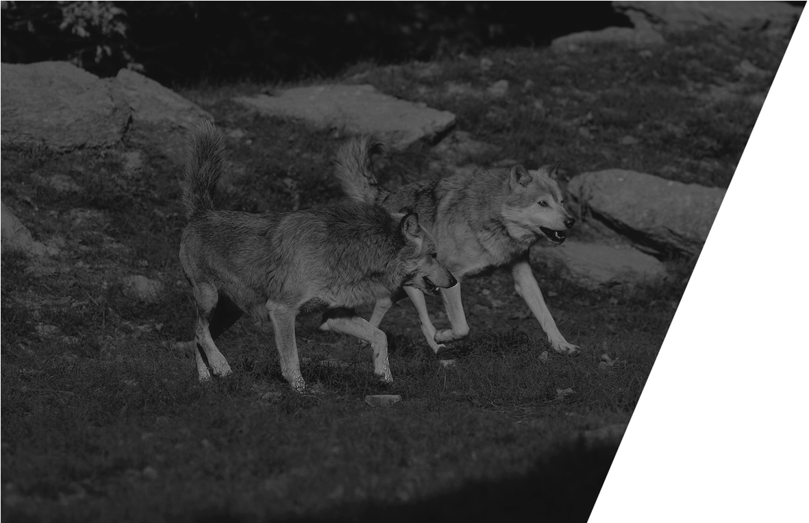 Wolfpack - Wolf (1200x762), Png Download