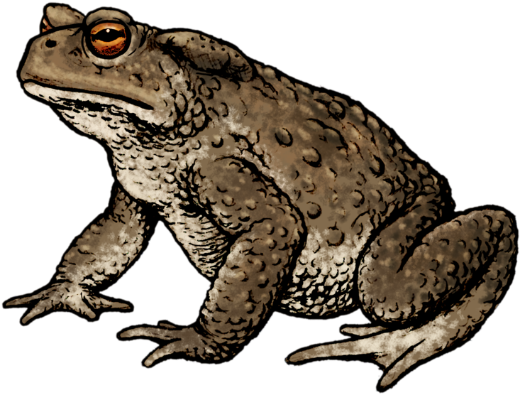 Download Bufo Bufo Common Toad Erdkroete By Metalomaniac-d8loupo - Bufo ...