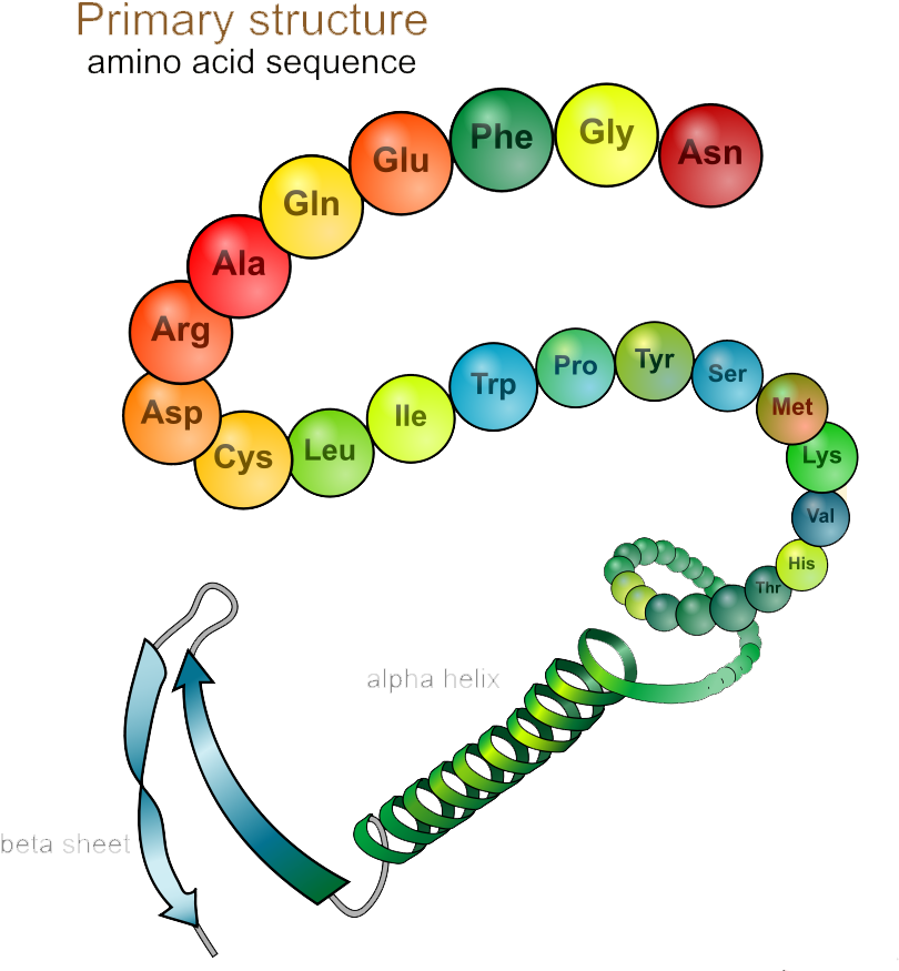 Download Primary Structure - Protein Structure | Transparent PNG ...
