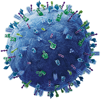 B-cell Malignancies - B Cells (400x400), Png Download