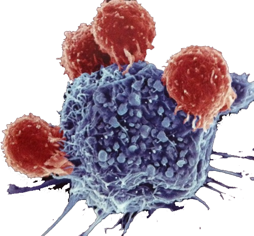 Download 4 T Cells Attacking - Im You But Cooler | Transparent PNG ...