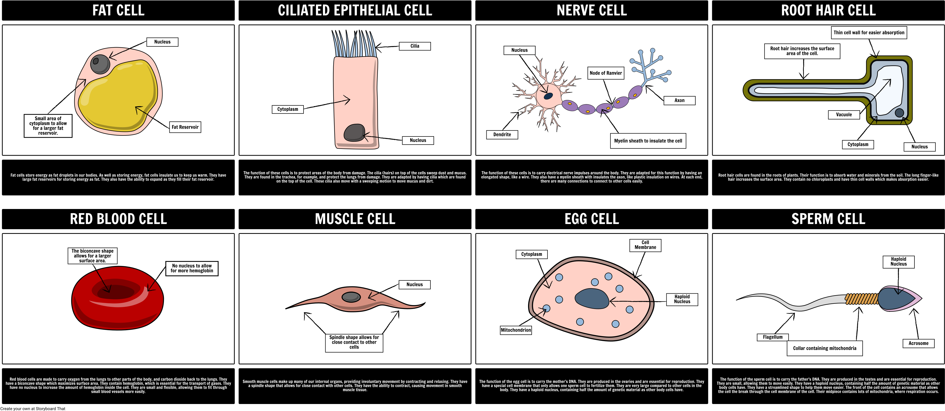 Specialized Cells (3674x1611), Png Download