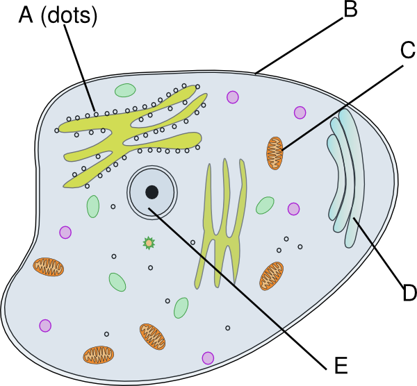 Download How To Set Use Animal Cell Svg Vector | Transparent PNG ...