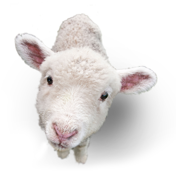 Lamb Png (740x714), Png Download