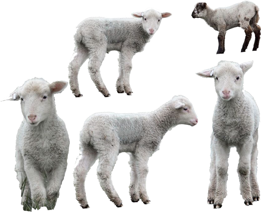 Lamb High Quality Png - Lamb Png (900x720), Png Download