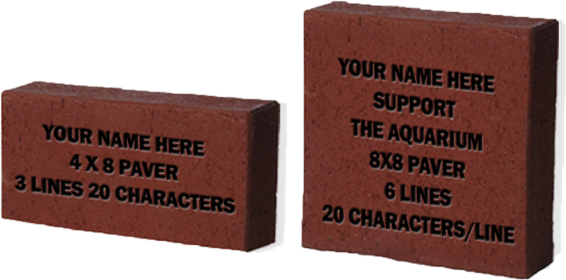 River Level - Box (800x600), Png Download