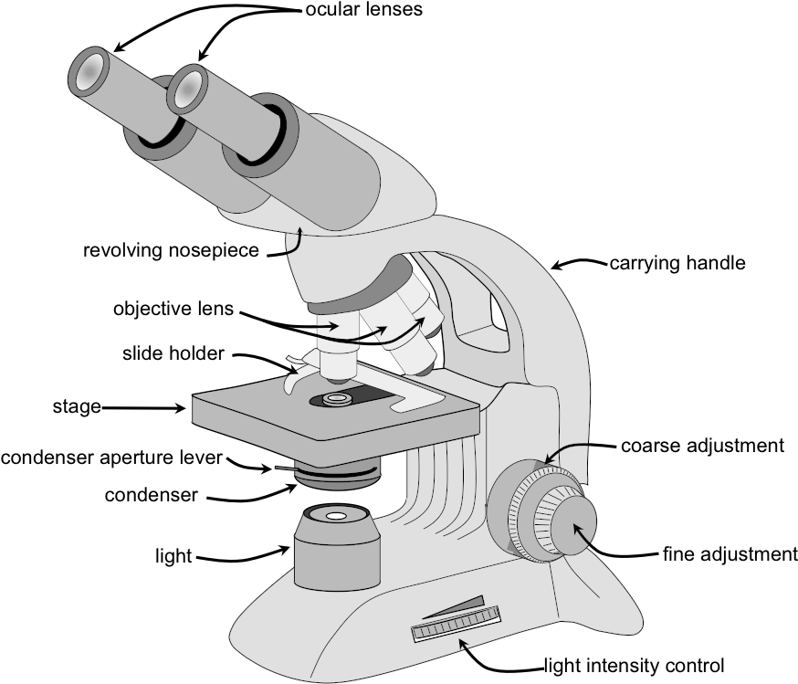 Parts Of A Microscope - Condenser Lens On Microscope (888x762), Png ...