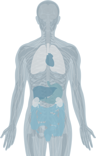 Systems Of The Human Body - Vertebral Column (329x535), Png Download