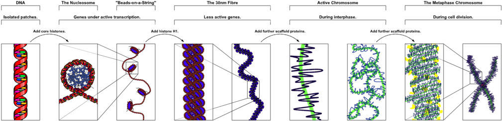 Chromosomes - Chromatin Structure (1024x261), Png Download