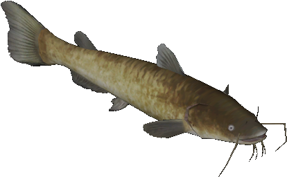 Download Brown Bullhead - Lunge | Transparent PNG Download | SeekPNG