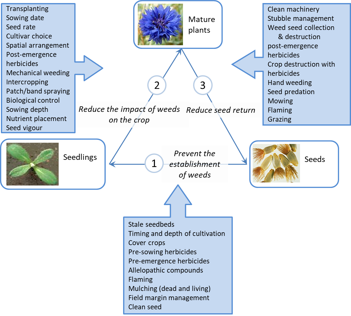 Integrated Weed Management Tactics May Affect One Or - Integrated Weed ...