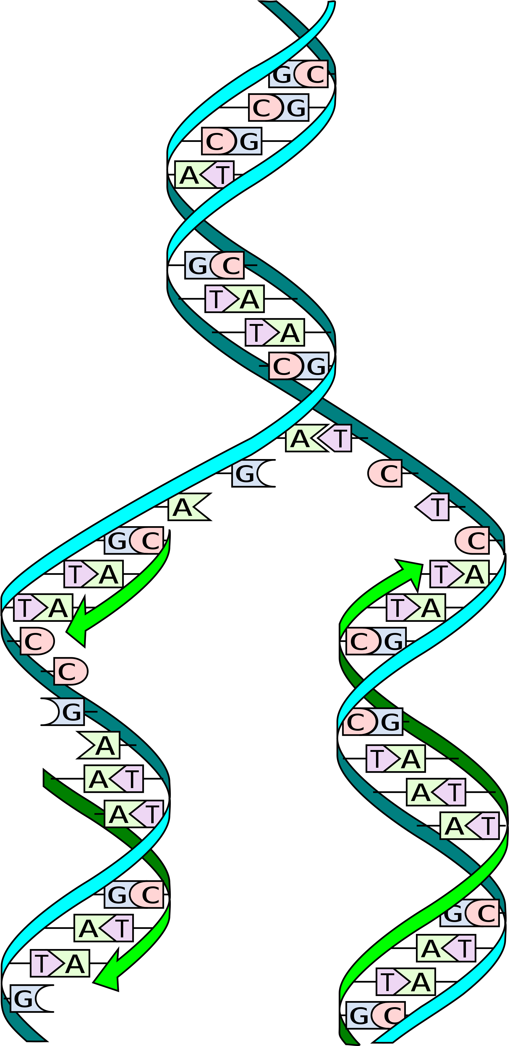 Unwound Dna Duplex - Dna Replication (2000x4032), Png Download